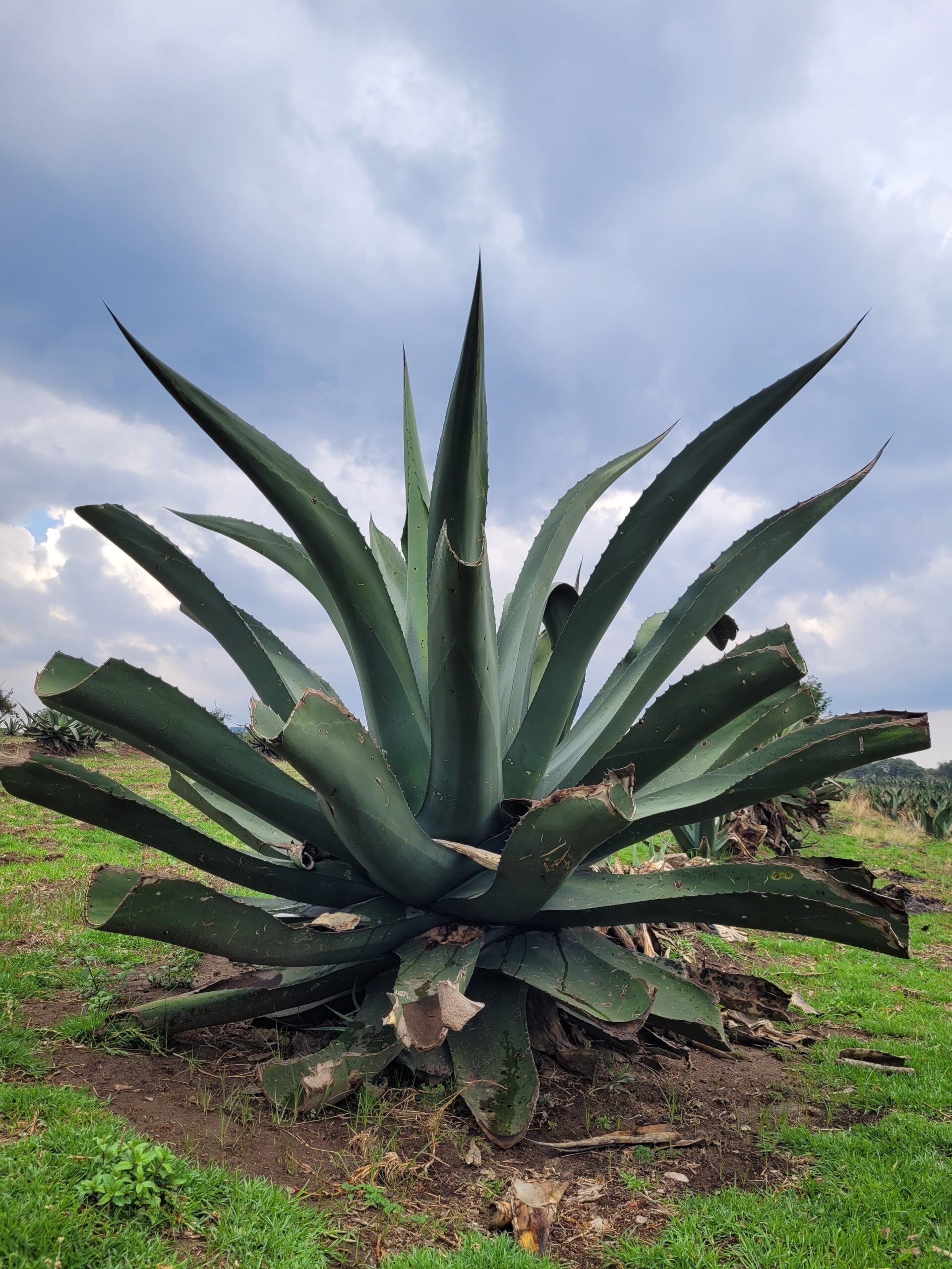 Luciérnagas El Santuario
